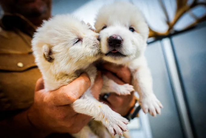 Scientists announce the successful resurrection of the dire wolf. - Rifnote